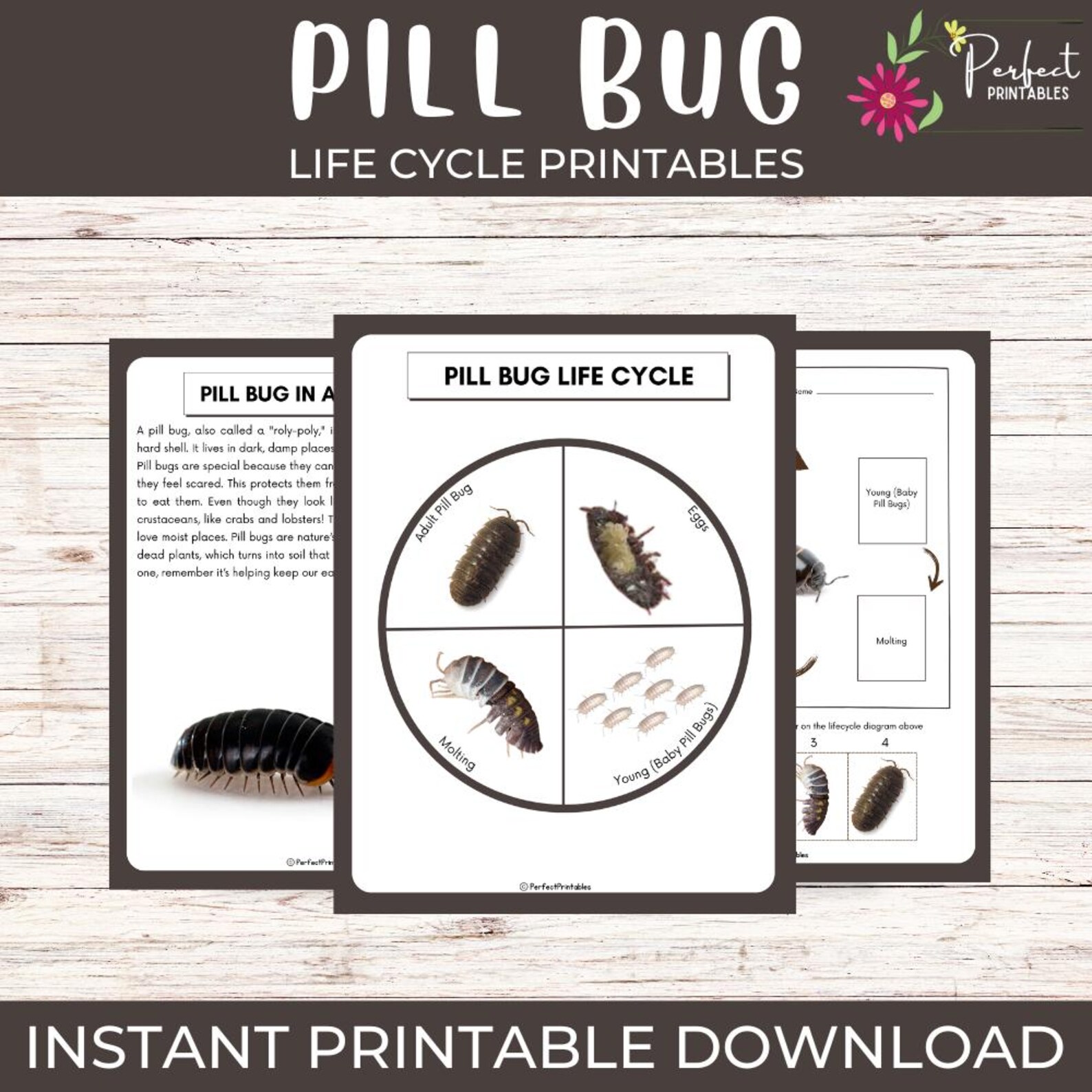 Life Cycle of a Pill Bug Worksheet- Roly Poly Unit Study With Fun Facts ...