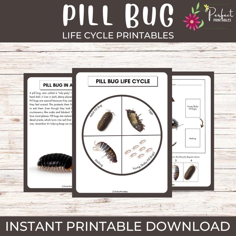 Life Cycle of a Pill Bug Worksheet- Roly Poly Unit Study With Fun Facts ...