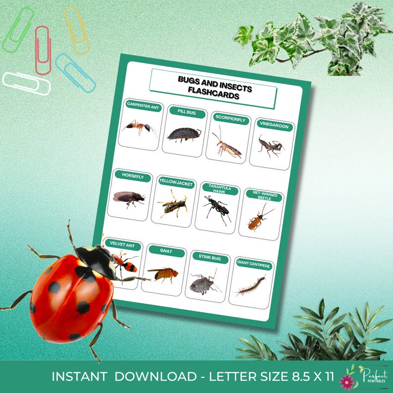 Bugs and Insects Flashcards, 60 Insect Flashcards, Nature Science Study ...