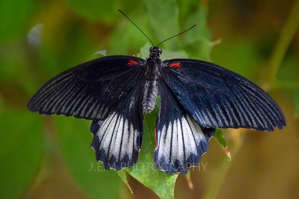 Butterfly Print ''beauty in Black - Etsy