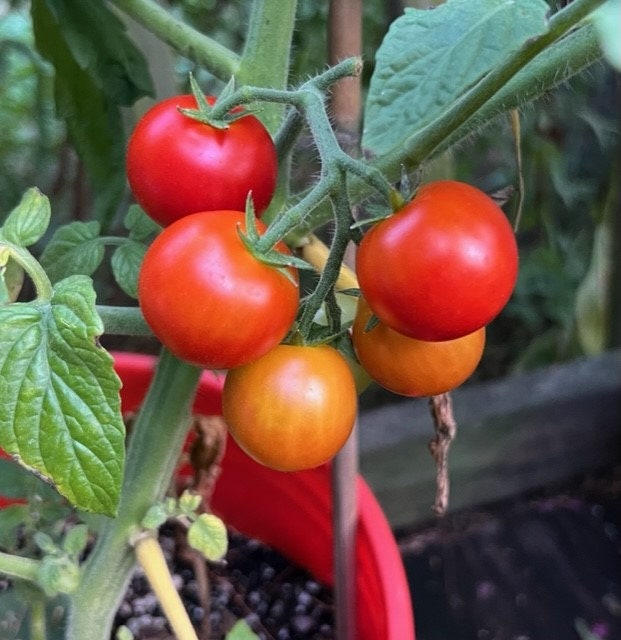 Husky Cherry Tomato Seeds - Etsy