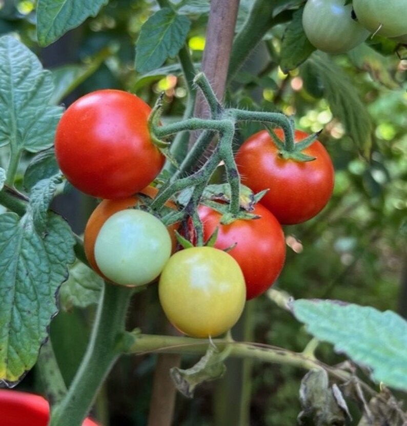 Husky Cherry Tomato Seeds - Etsy