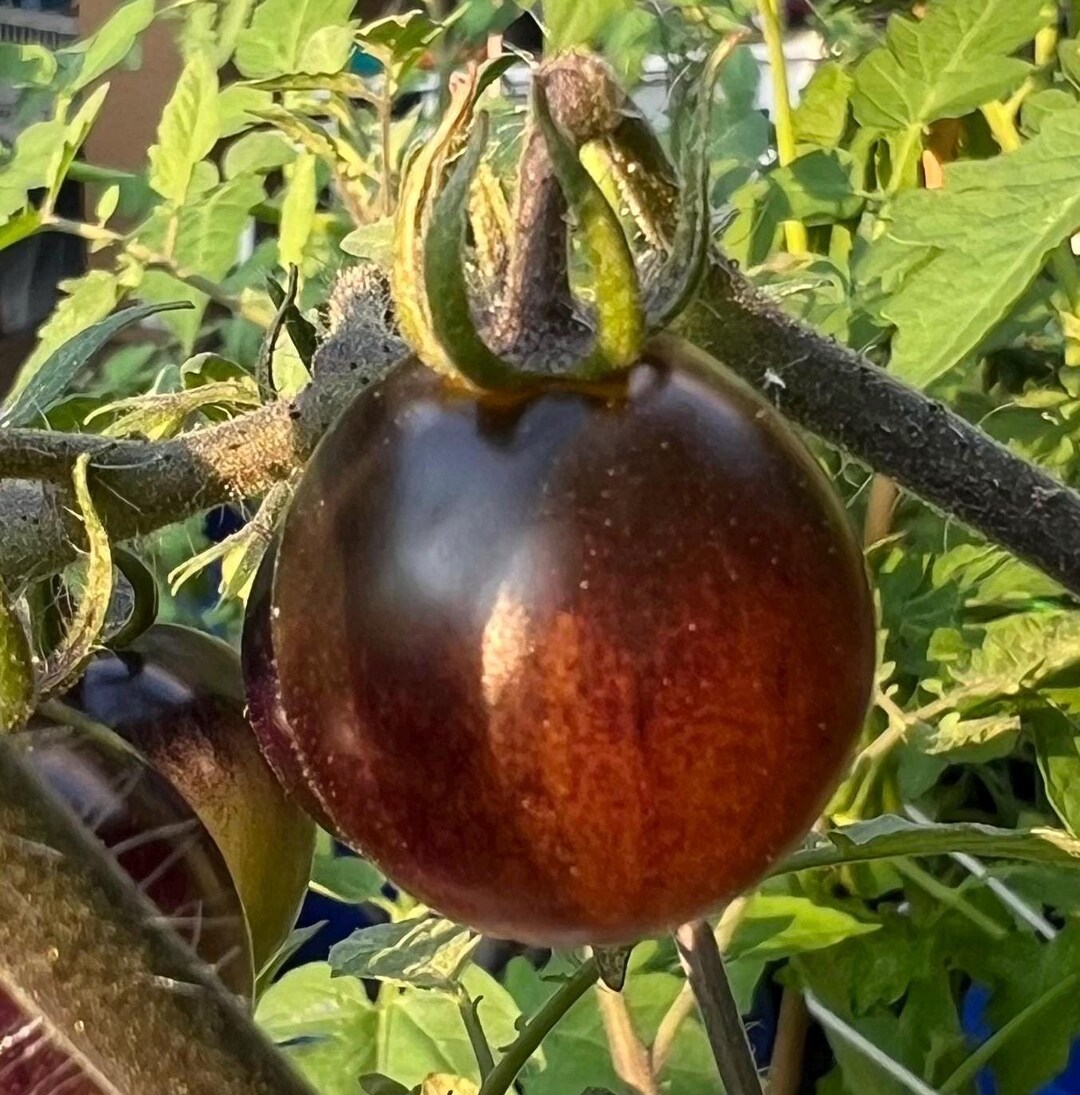 Midnight Snack Tomato Seeds - Etsy