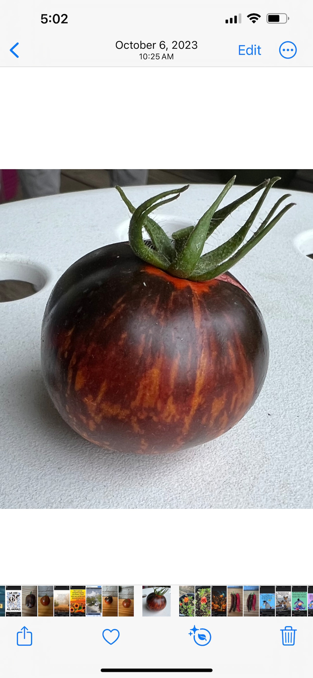 Queen of the Night Tomato - Etsy