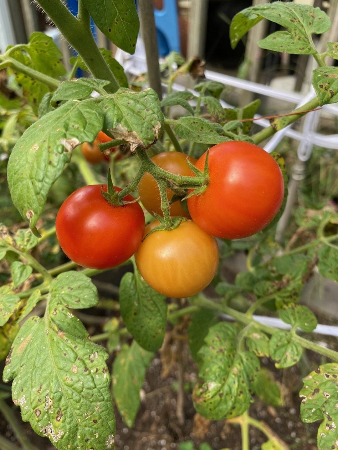 Husky Cherry Tomato Seeds - Etsy