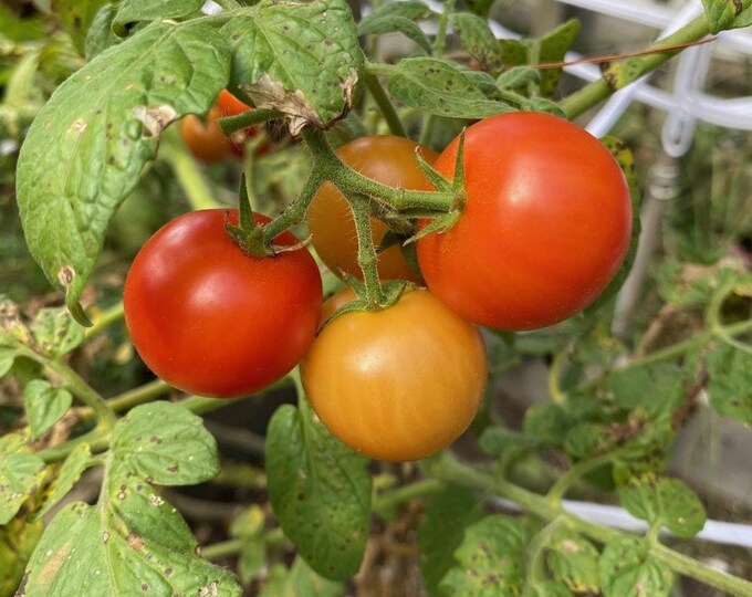 Husky Cherry Tomato Seeds - Etsy