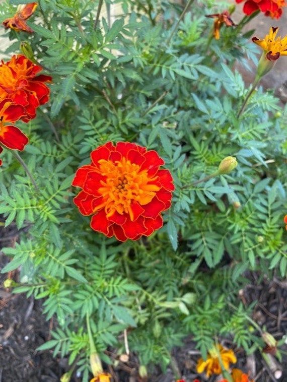 Mixed Marigold Seeds - Etsy