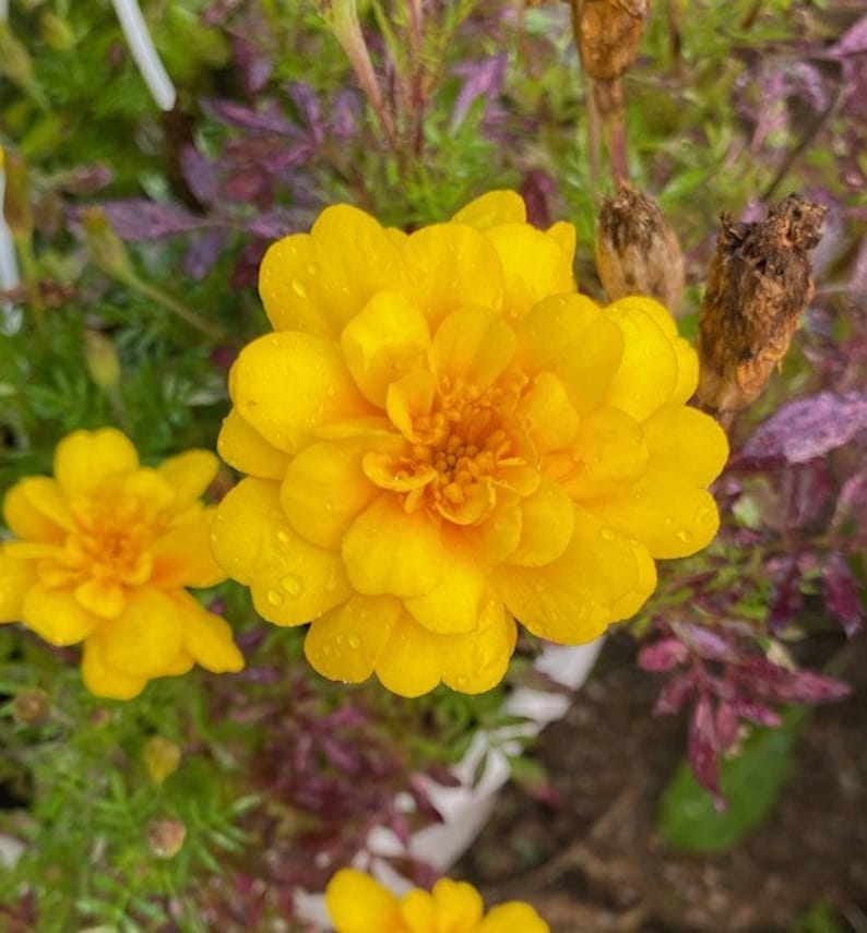Mixed Marigold Seeds - Etsy