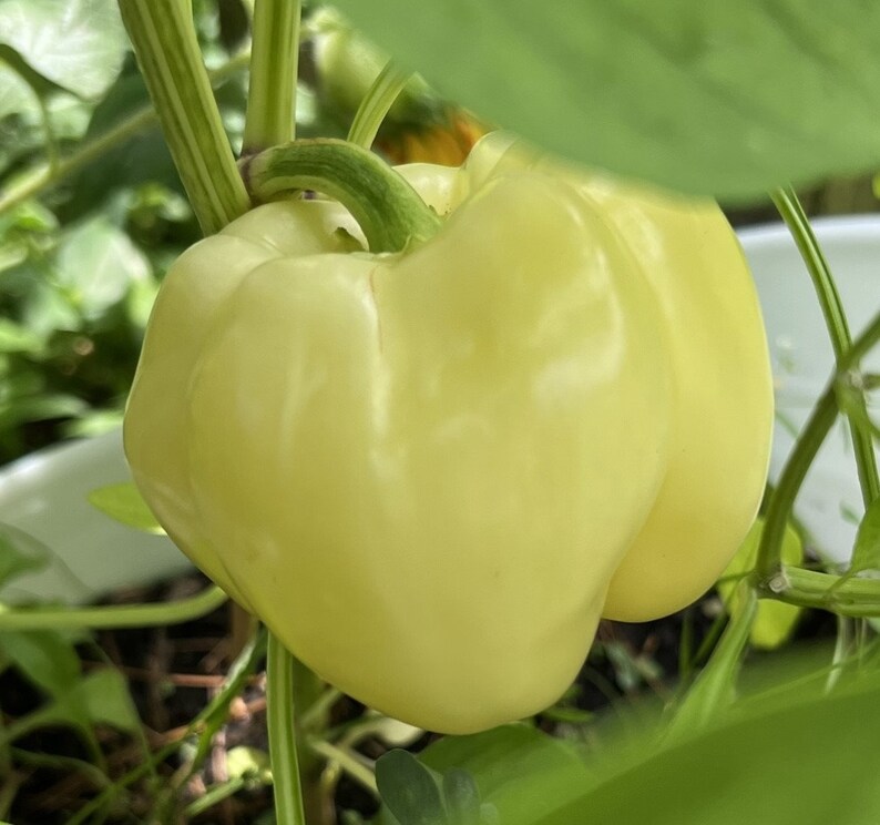 Iko Iko Sweet Bell Pepper Seeds - Etsy