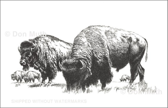 BUFFALO Limited Edition Print of Pencil Drawing by Western | Etsy