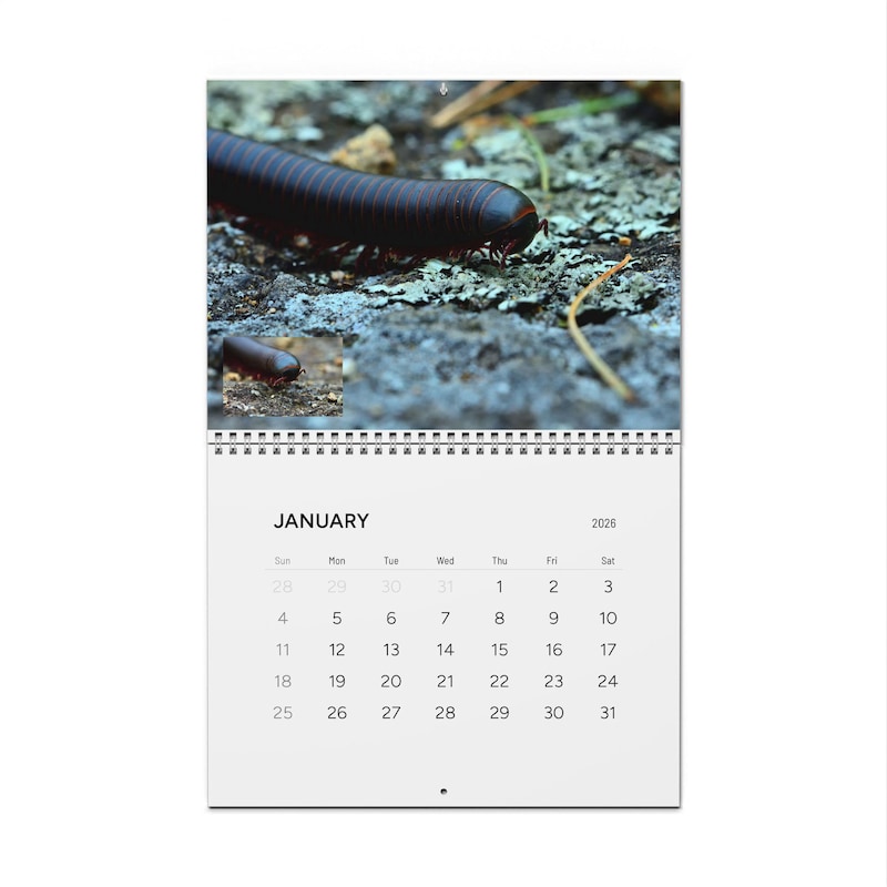 2026 Calendar Insect Art - Etsy