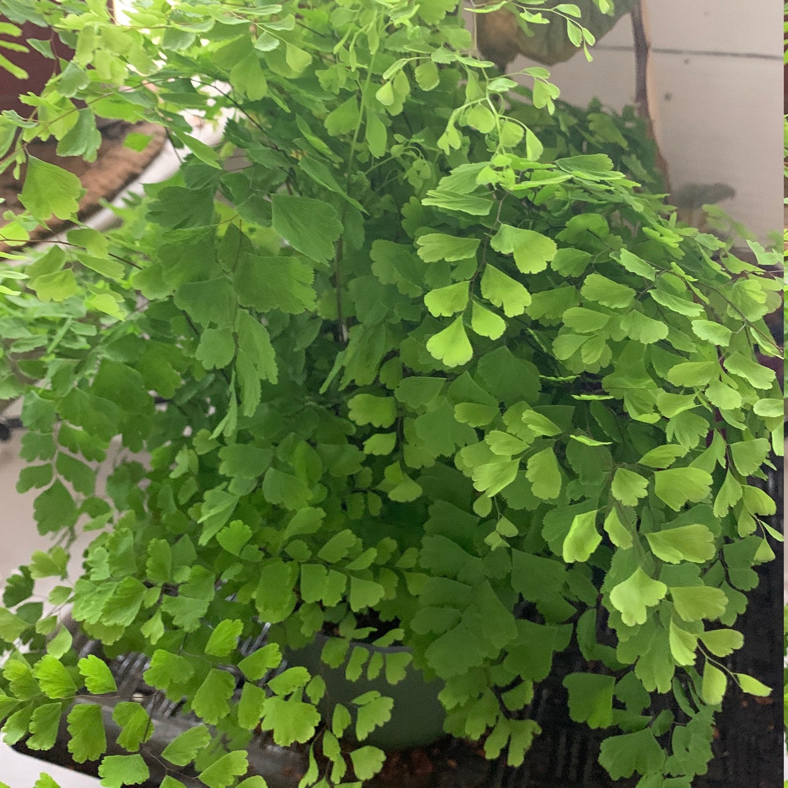 Maidenhair Fern Houseplant Adiantum Spp | Etsy