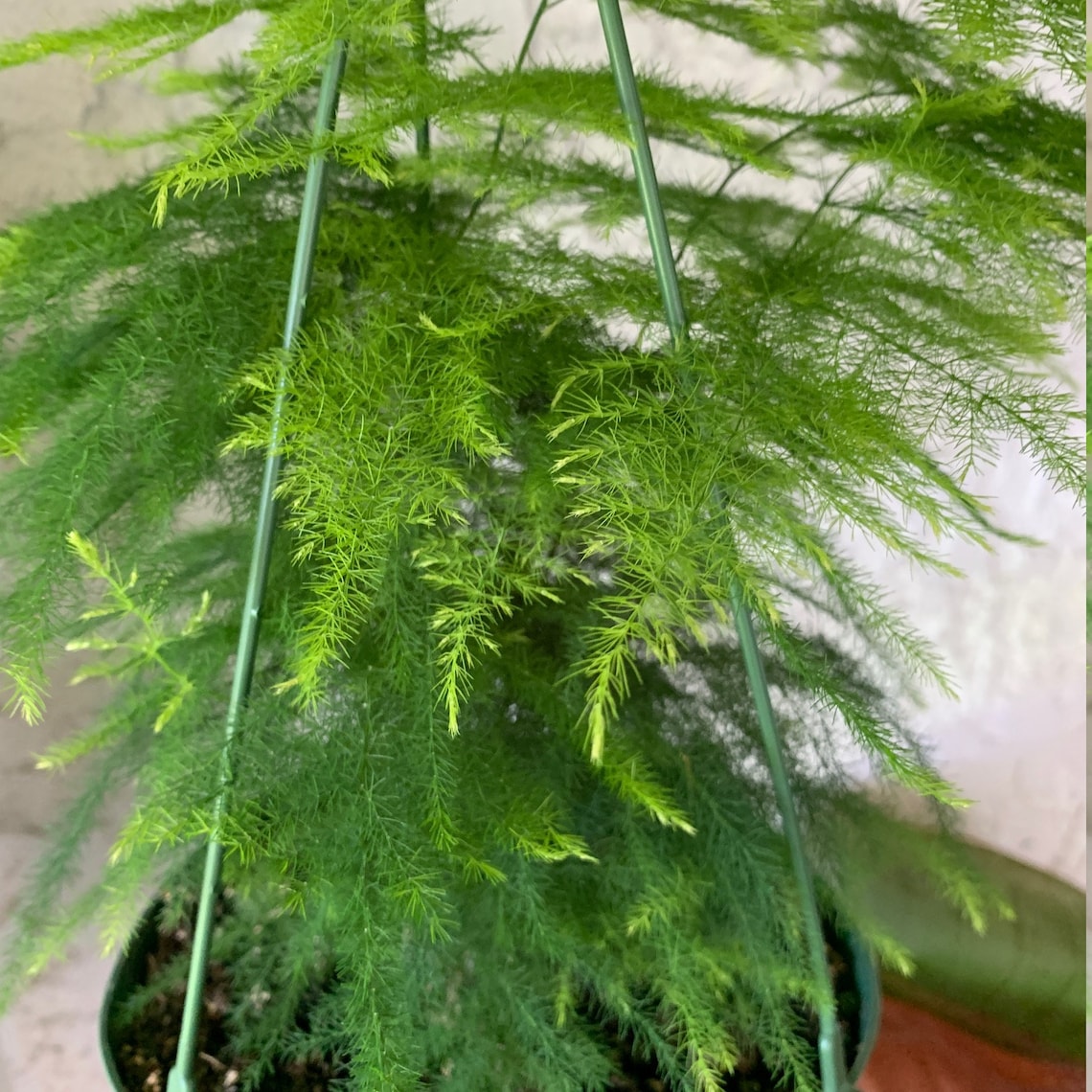 Asparagus Fern House Plant Asparagus setaceus Plumrose | Etsy