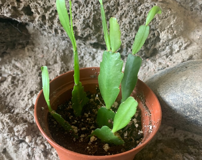 True Blue Christmas Cactus Houseplant - Schlumbergera Buckleyi House ...