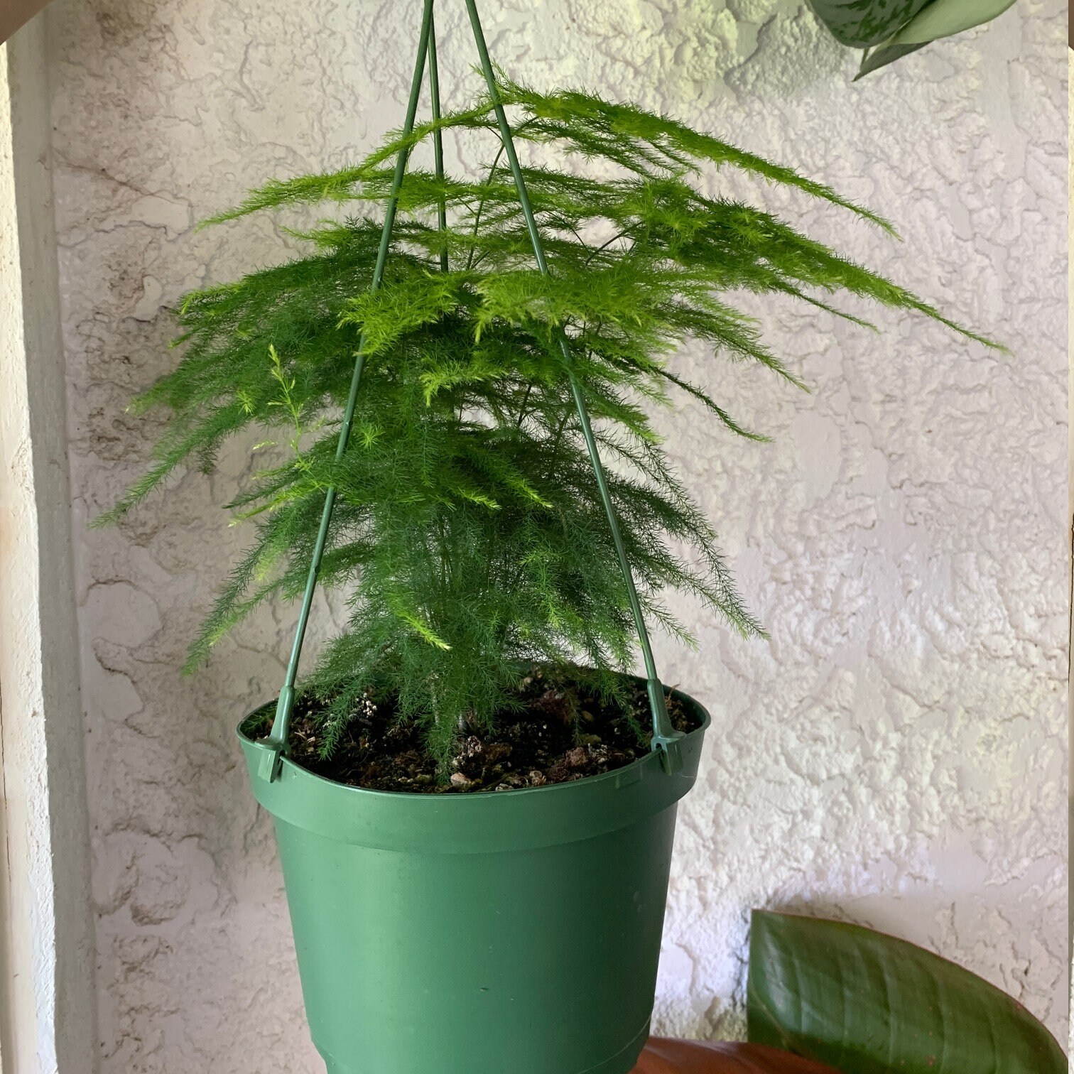 Asparagus Fern House Plant Asparagus setaceus Plumrose | Etsy