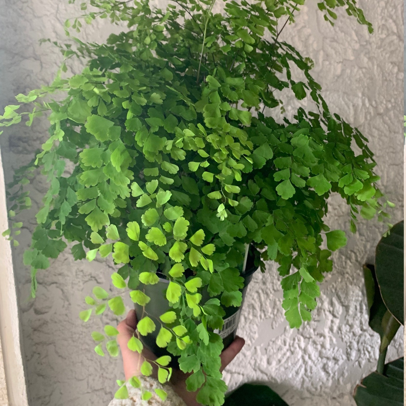 Maidenhair Fern Houseplant Adiantum Spp | Etsy