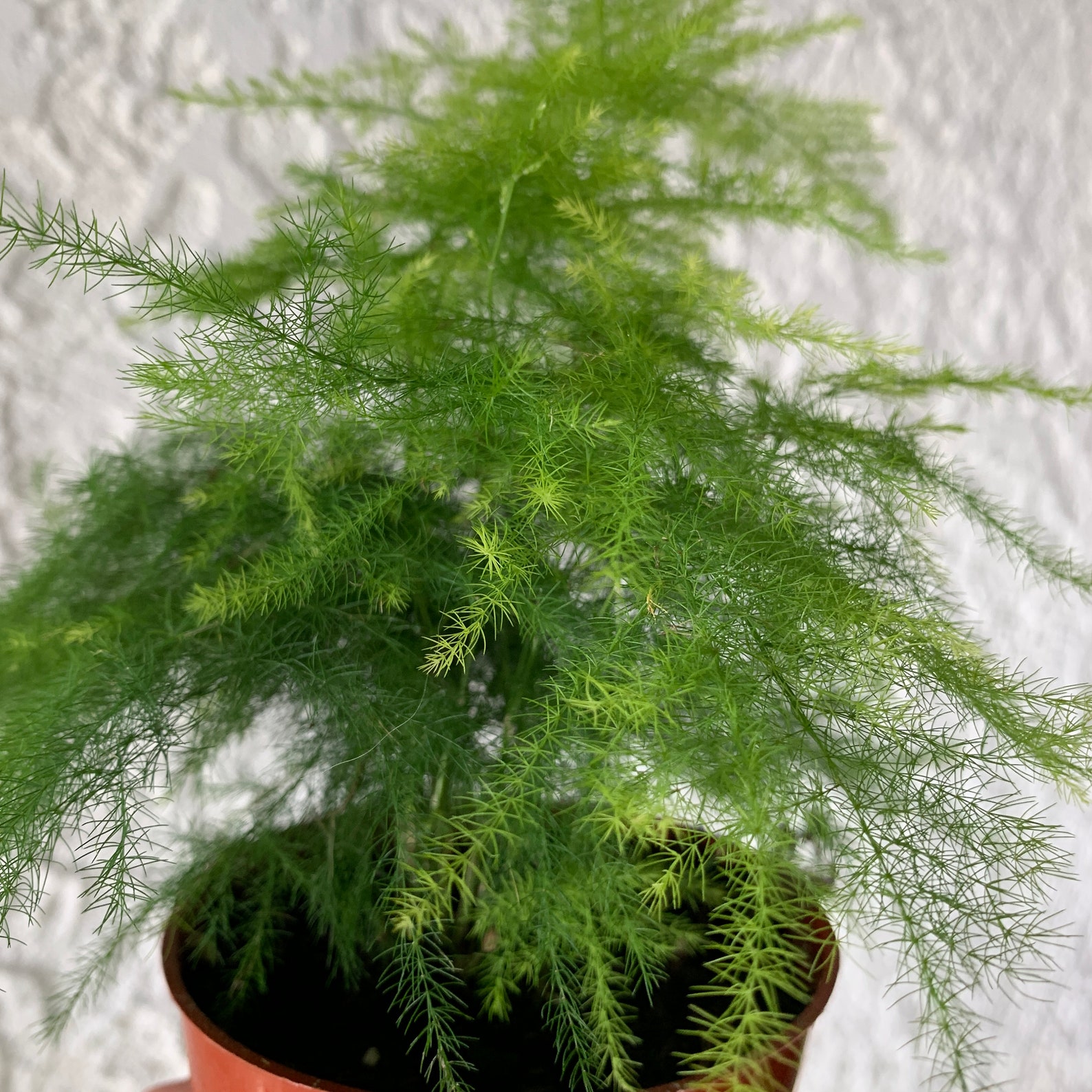 Asparagus Fern House Plant Asparagus setaceus Plumrose | Etsy