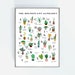 Houseplant Alphabet Print cursive Flowers/succulent/indoor Houseplant ...