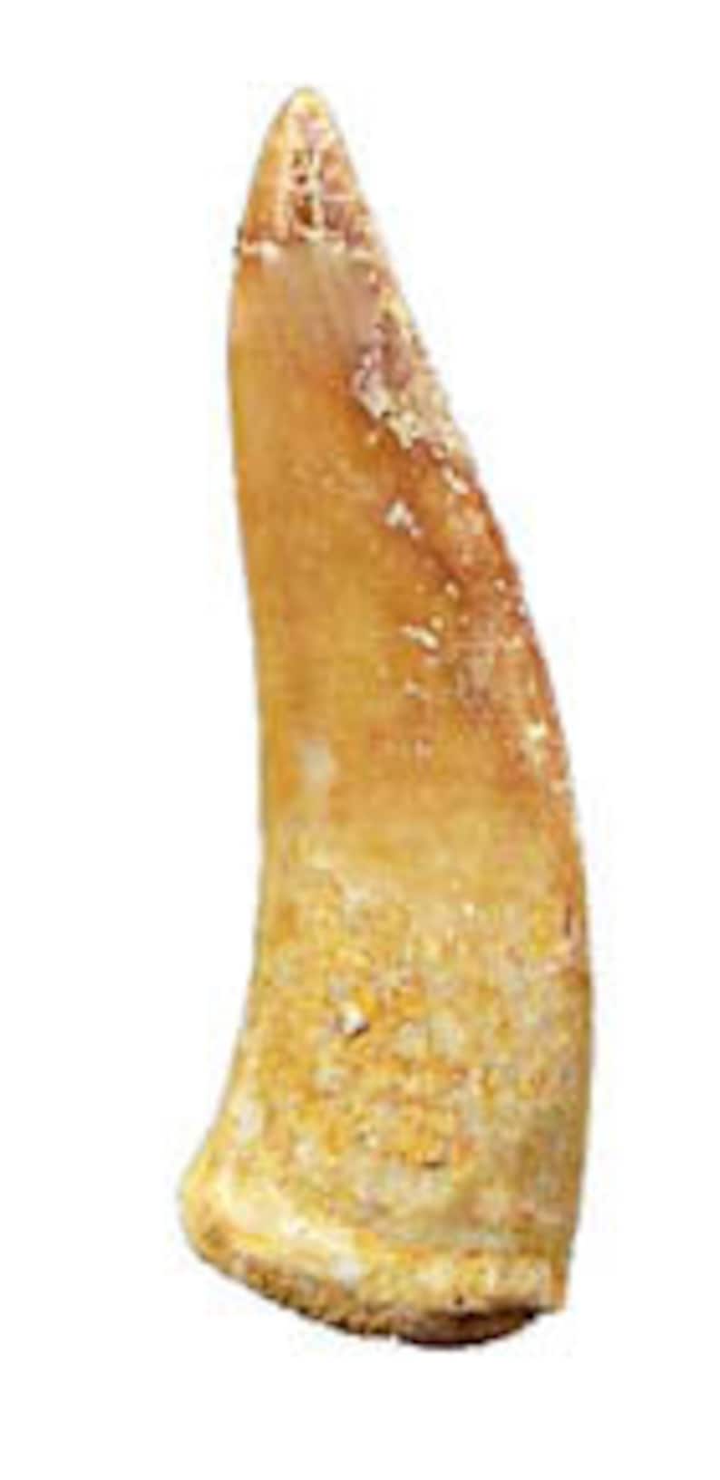 Enchodus sabertooth Fossil Fish Vertebrae Plus One Tooth - Etsy