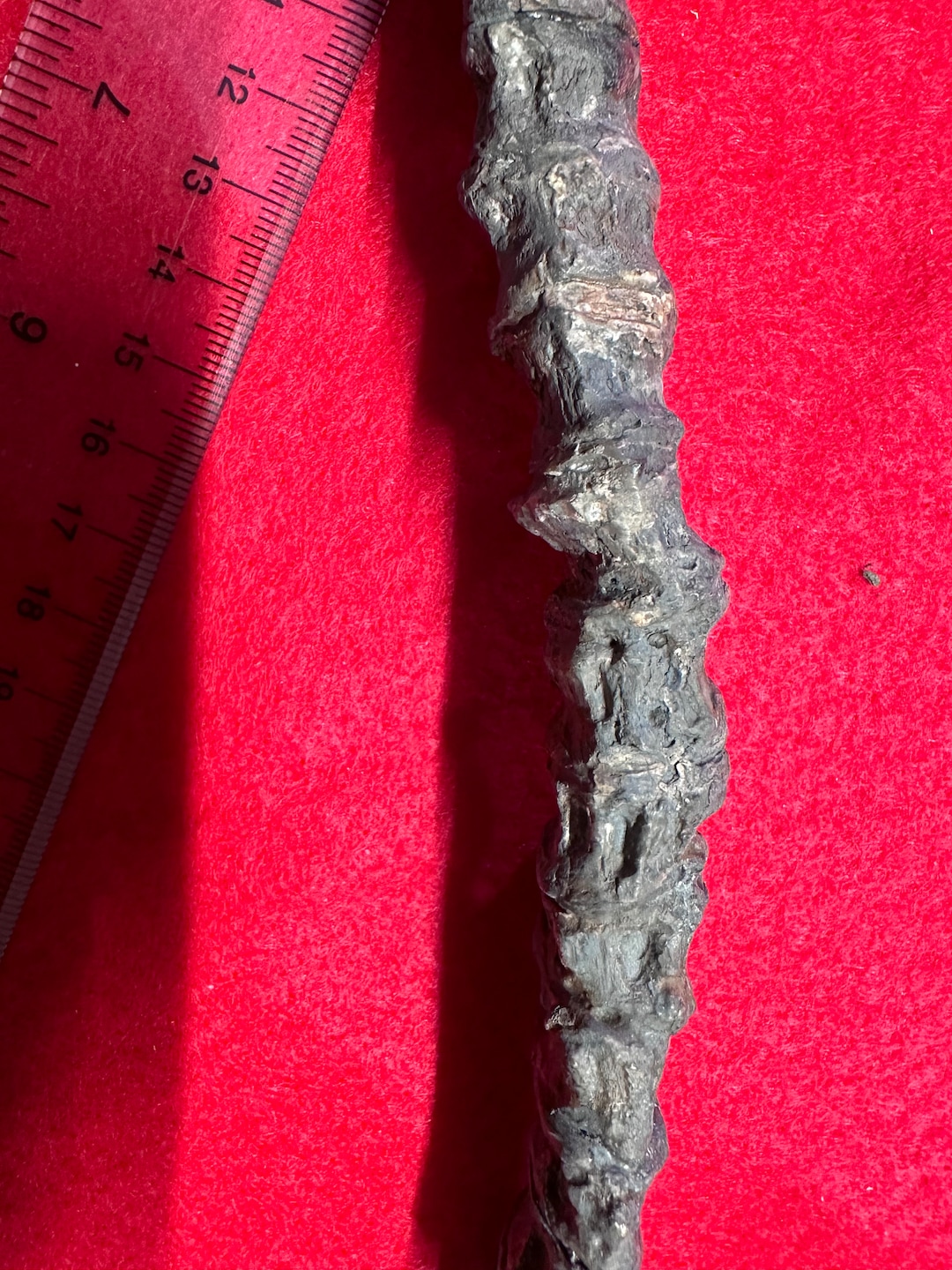 Enchodus "sabertooth Fossil Fish" Vertebrae Plus One Tooth - Etsy