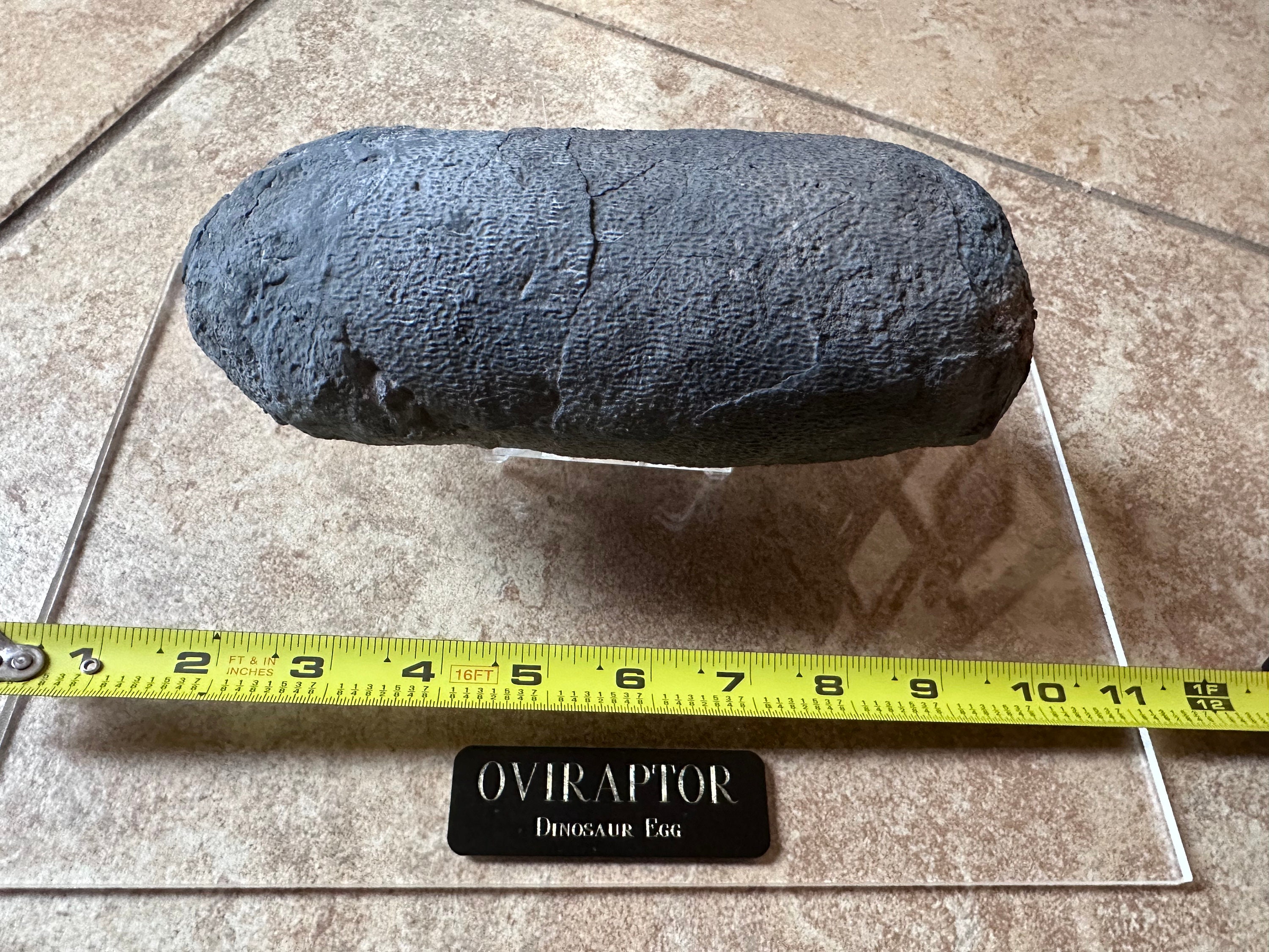 Genuine Dinosaur Raptor Egg - Etsy