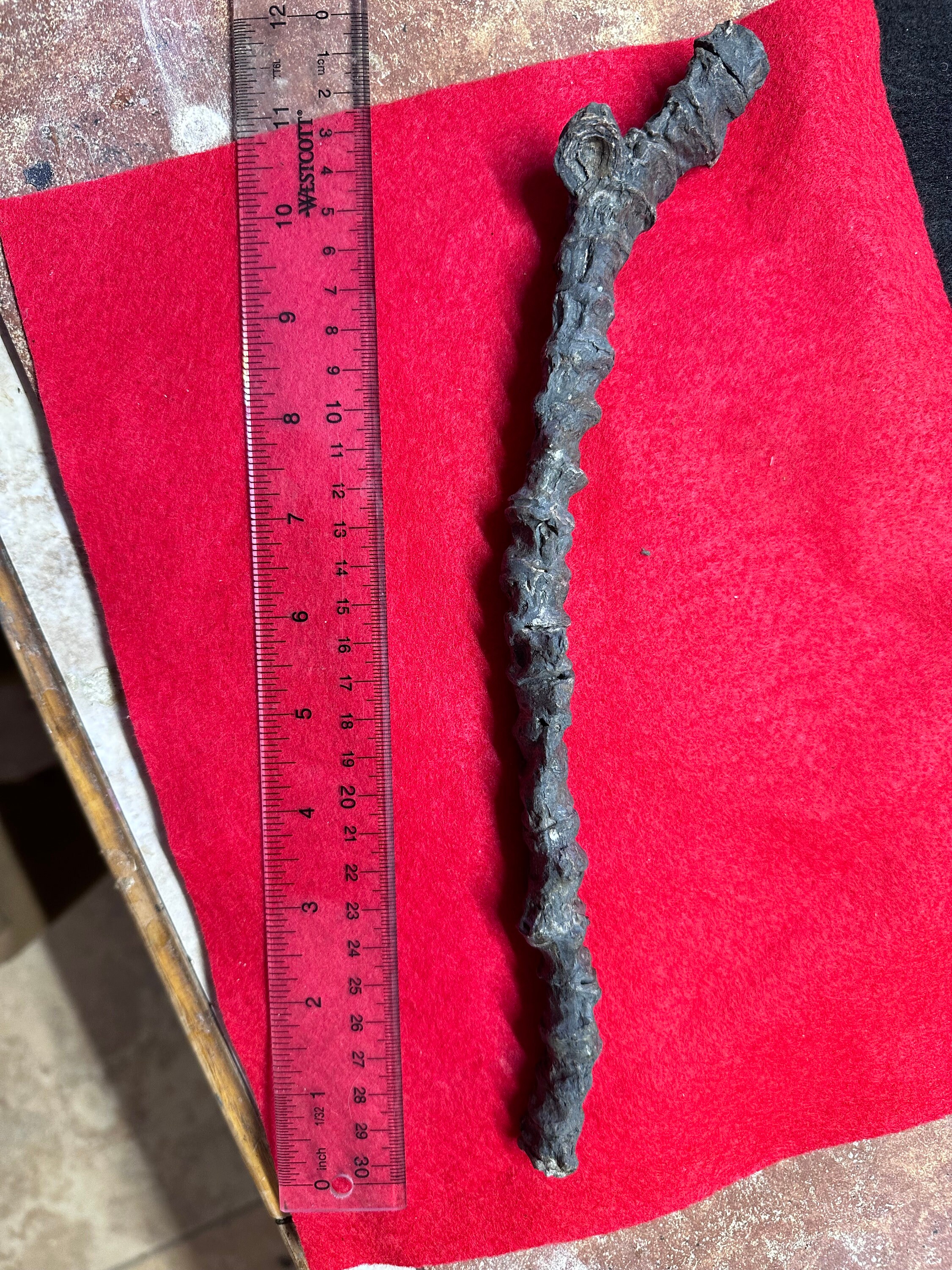 Enchodus "sabertooth Fossil Fish" Vertebrae Plus One Tooth - Etsy