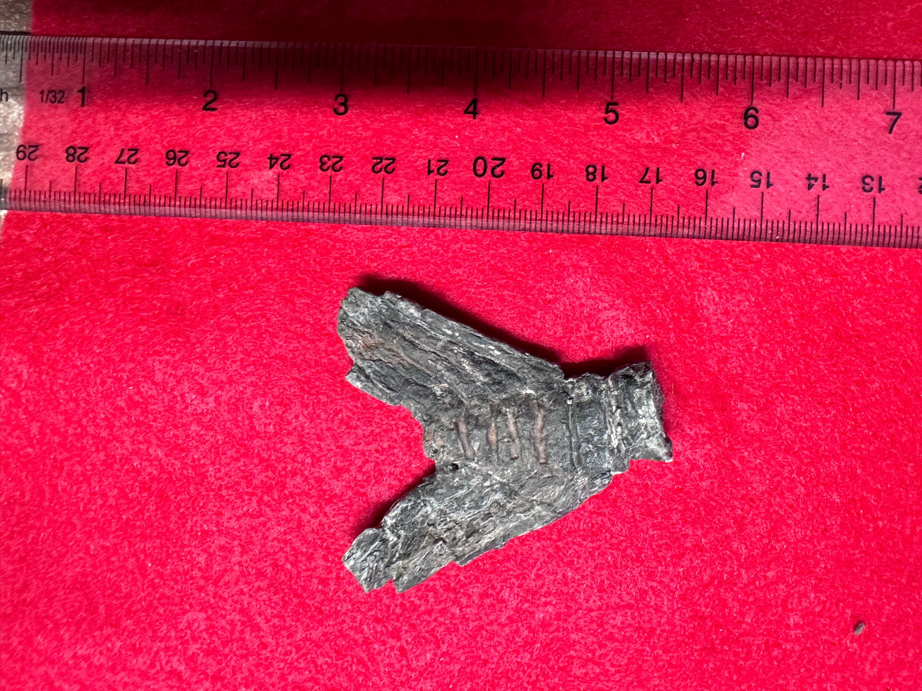 Enchodus "sabertooth Fossil Fish" Vertebrae Plus One Tooth - Etsy