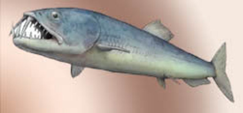 Enchodus sabertooth Fossil Fish Vertebrae Plus One Tooth - Etsy