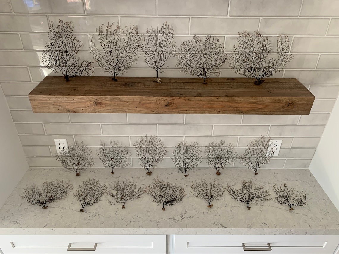 Framed Sea Fan Coral Grey Shadowbox - Etsy