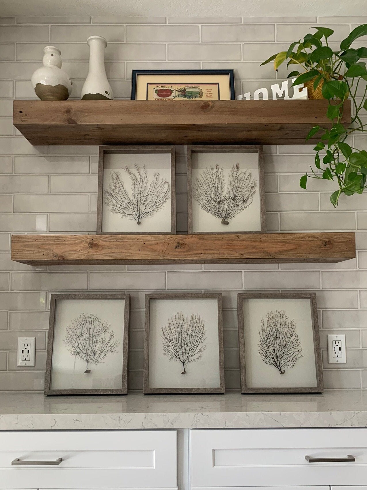 Framed Sea Fan Coral Grey Shadowbox - Etsy