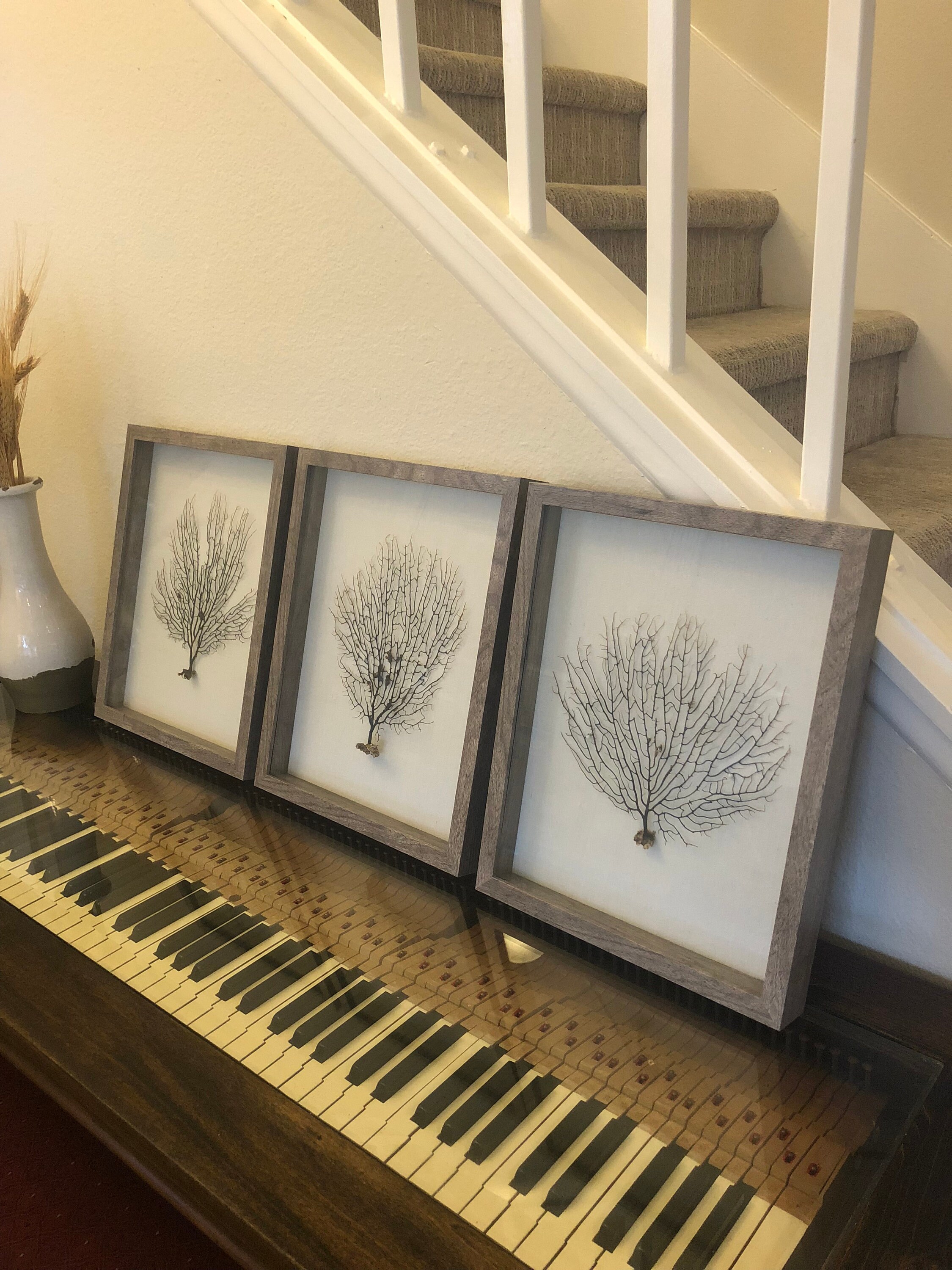 Framed Sea Fan Coral Grey Shadowbox - Etsy