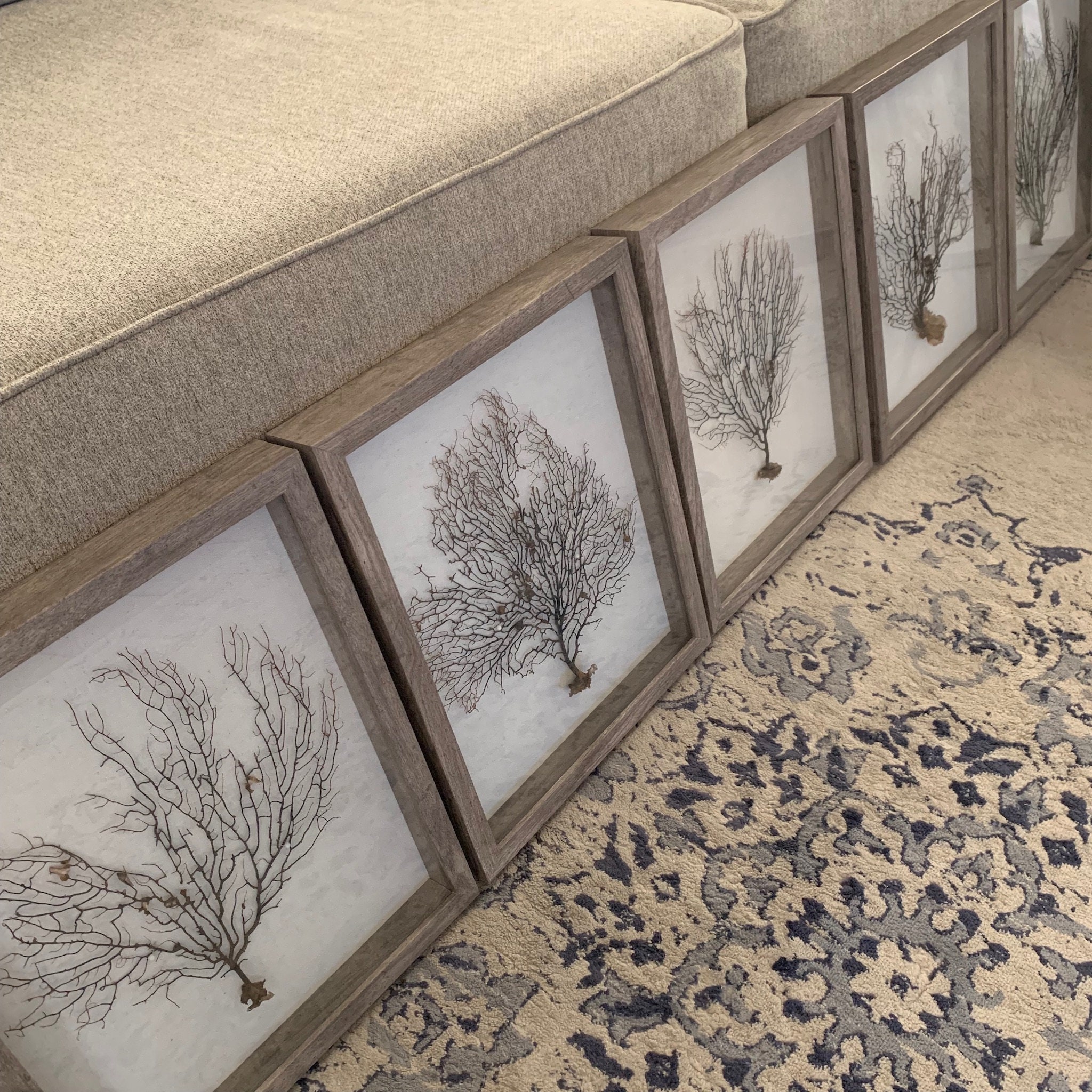 Framed Sea Fan Coral Grey Shadowbox - Etsy