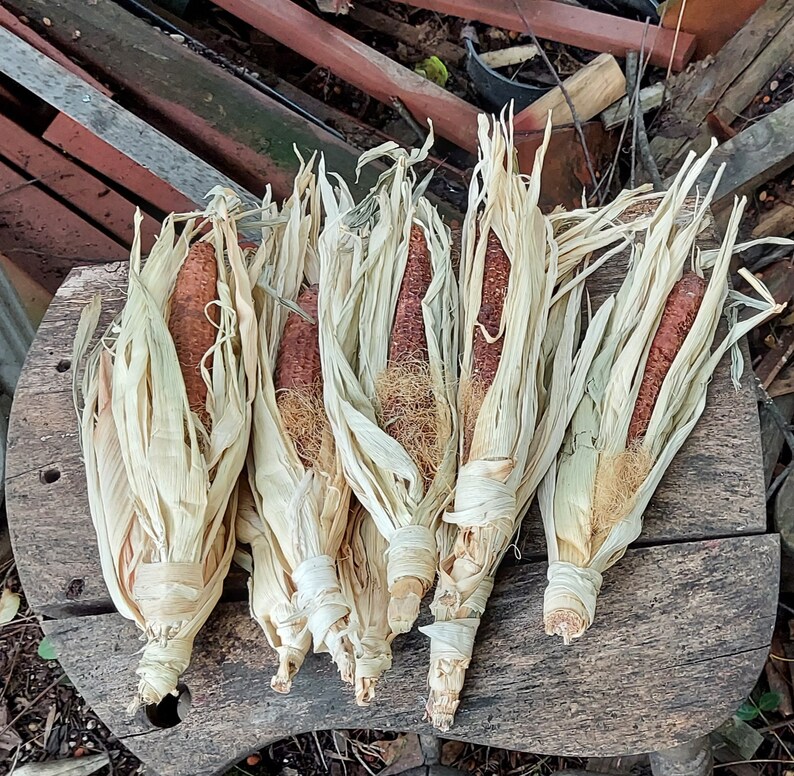 Scented Dried Corn Cobs: Fall Decor, Spice Dipped (set of 3) - Etsy