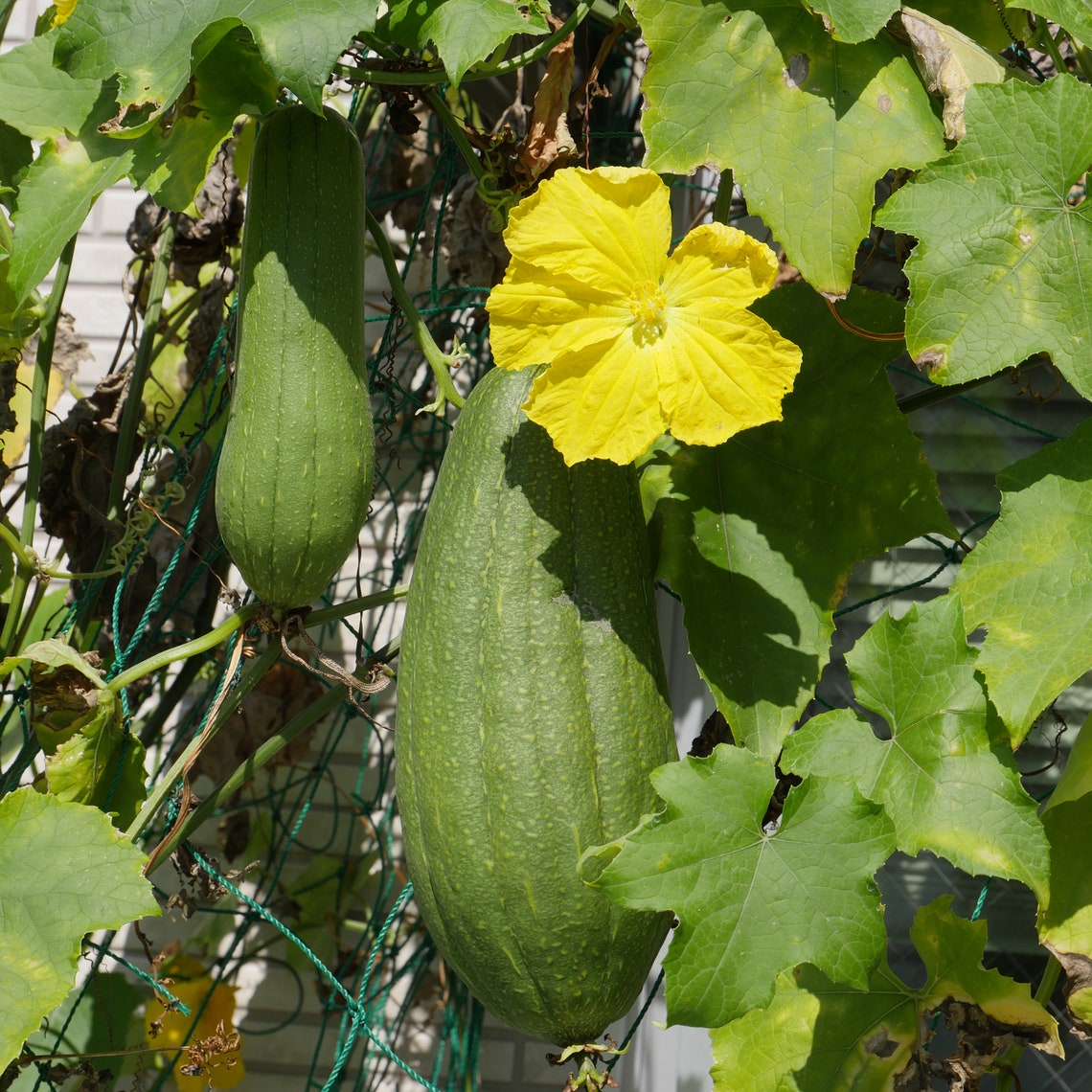 Hechima Obi-ita and Obi-makura Set - Etsy