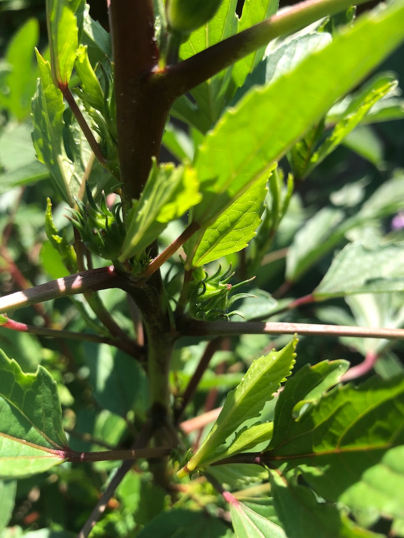 Organic Indian Gongura Seeds (pulicha Keerai, Roselle Plant, Hibiscus ...