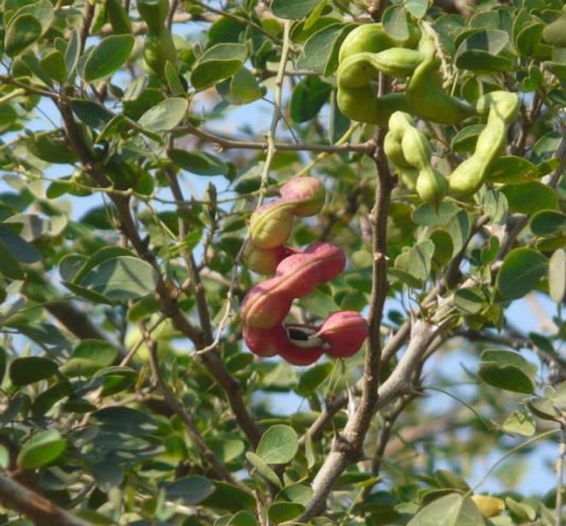 Rare Kodukkappuli Seema Chintakaya Dora Hunase Seeme - Etsy