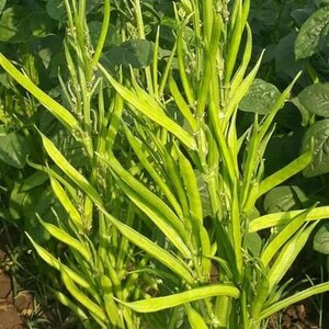 Indian Organic Cluster Beans Seeds [gavar, Guar, Guvar Beans ...