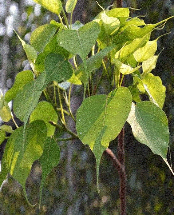 Peepal Tree Seeds [arasamaram, Ficus Religiosa, Aśvattha, Bodhi, Raavi ...