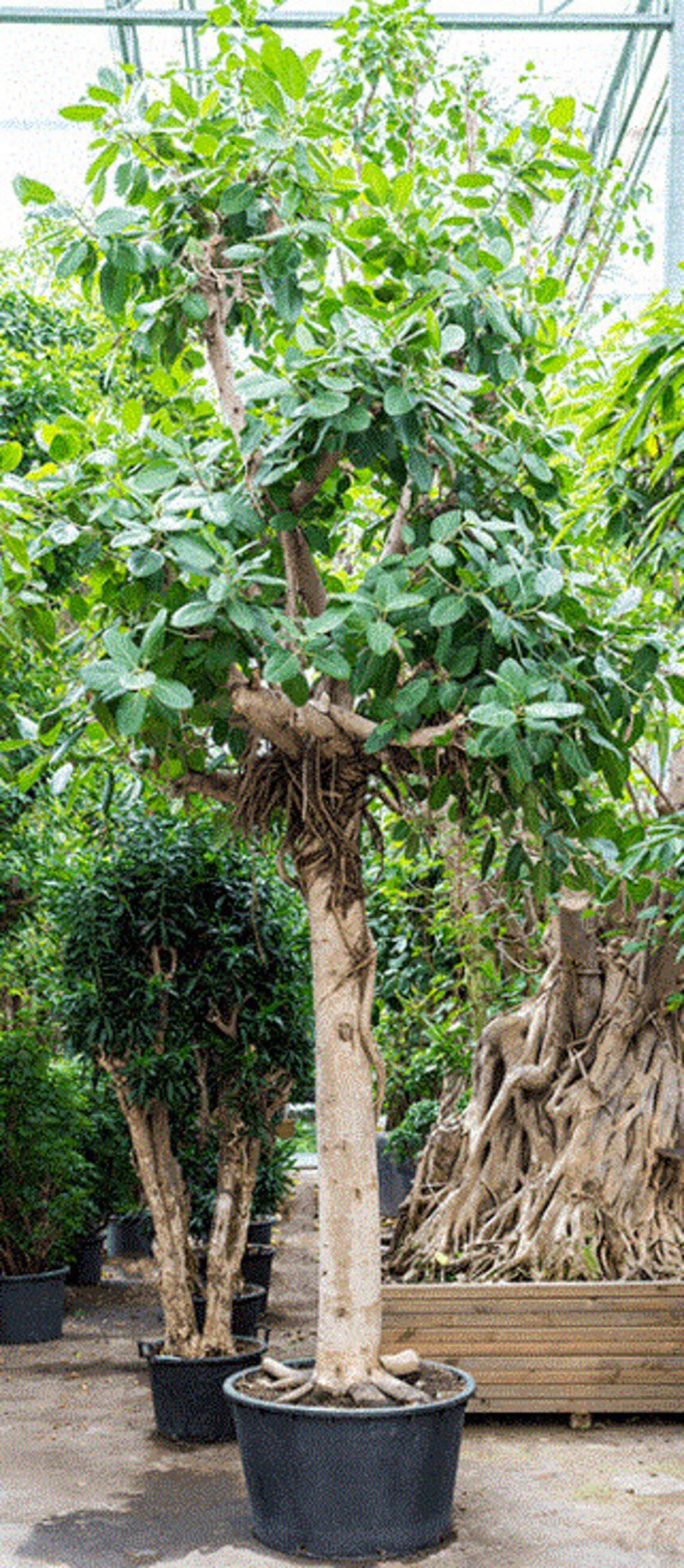 Banyan Tree Seeds [vat Vriksha, Bargad, Aladamara, Alamaram, Marri ...
