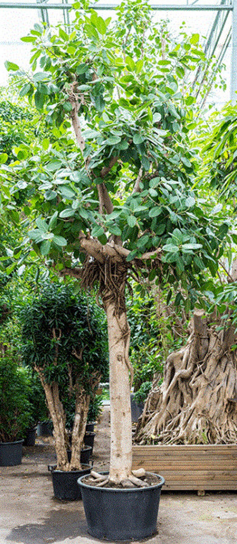 Banyan Tree Seeds [vat Vriksha, Bargad, Aladamara, Alamaram, Marri ...