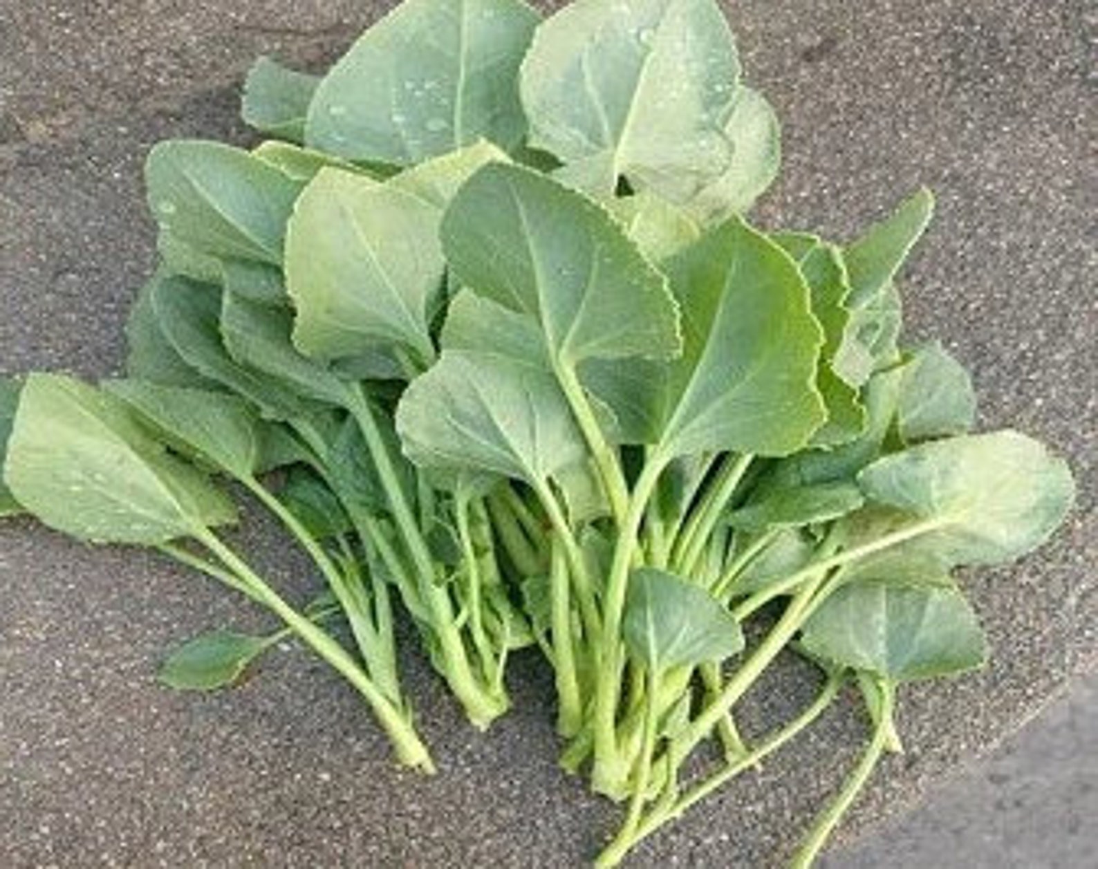 Indian Organic Chukka Koora Plant Seeds [narrow-leaved Dock, Spinach ...