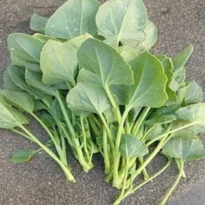 Indian Organic Chukka Koora Plant Seeds [narrow-leaved Dock, Spinach ...