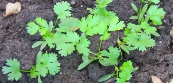 Baby Cilantro Plant Green Coriander Seeds: How To Use Fresh Cilantro