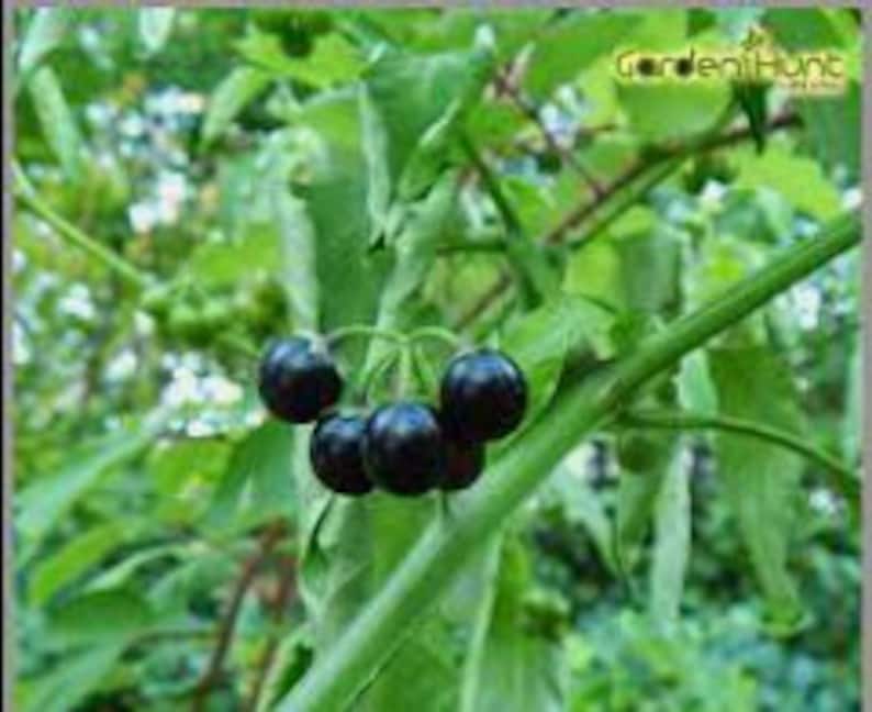 Organic Indian Manathakkali Keerai, Kamanchi Chettu, Kakki Soppu, Makoi ...