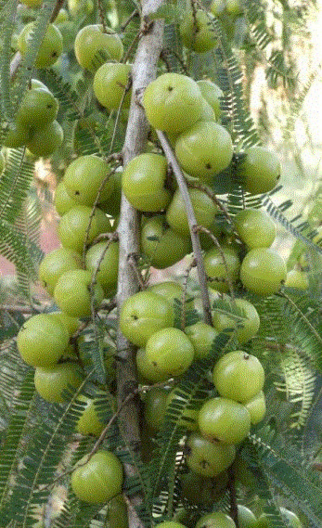 AMLA Tree Seeds [phyllanthus Emblica, Emblic, Emblic Myrobalan ...