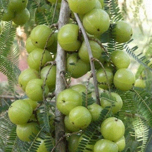 AMLA Tree Seeds [phyllanthus Emblica, Emblic, Emblic Myrobalan ...