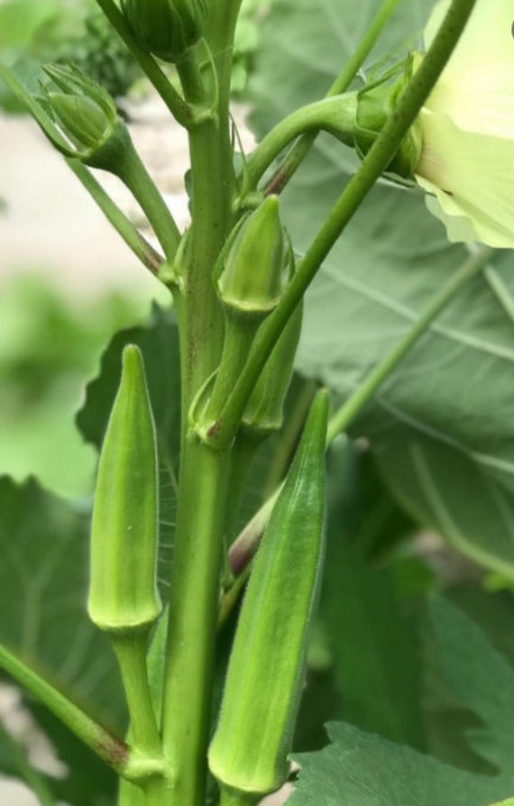 Organic Oakra Plant Seeds bendakaya Vendaikka Oakra | Etsy