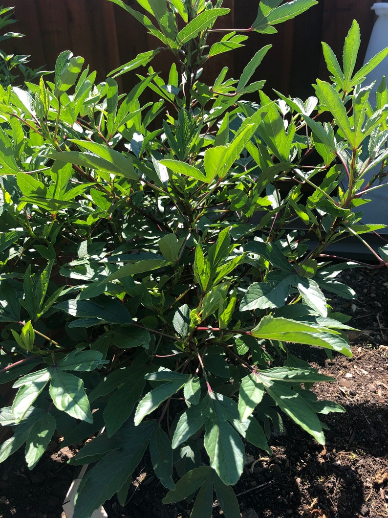 Organic Indian Gongura Seeds (pulicha Keerai, Roselle Plant, Hibiscus ...