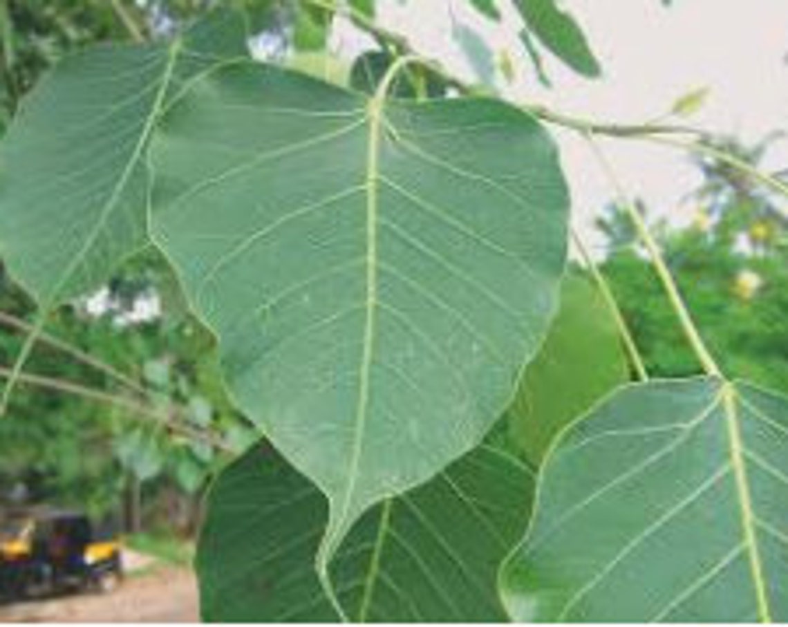 Ficus religiosa Peepul tree seeds Arasamaram Raavi peepal | Etsy