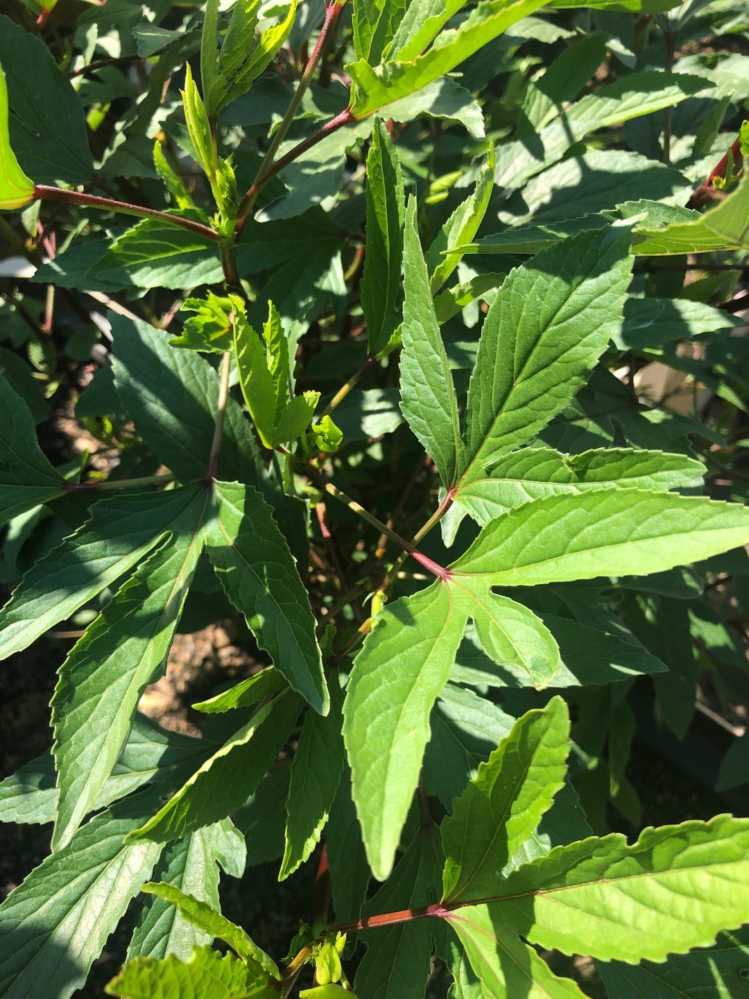 Organic Indian Gongura Seeds (pulicha Keerai, Roselle Plant, Hibiscus ...